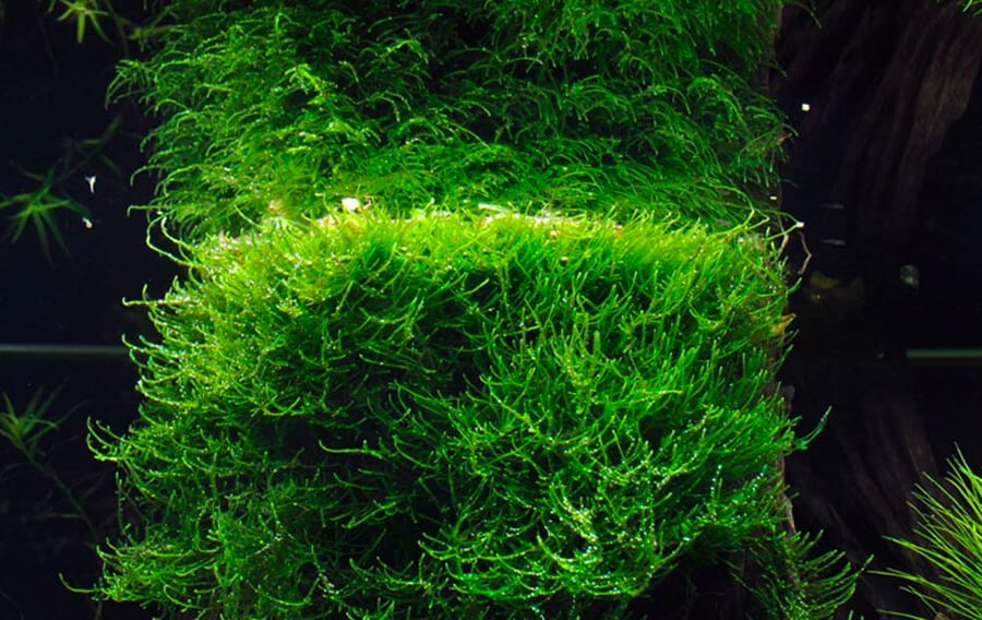 Java Moss Beginner Friendly Guide - Aquascape Guru Java Moss Beginner Friendly Guide - Aquascape Guru